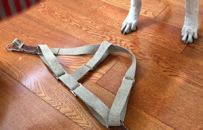 How To Put On A Dog Harness? All You Need To Know - WAF