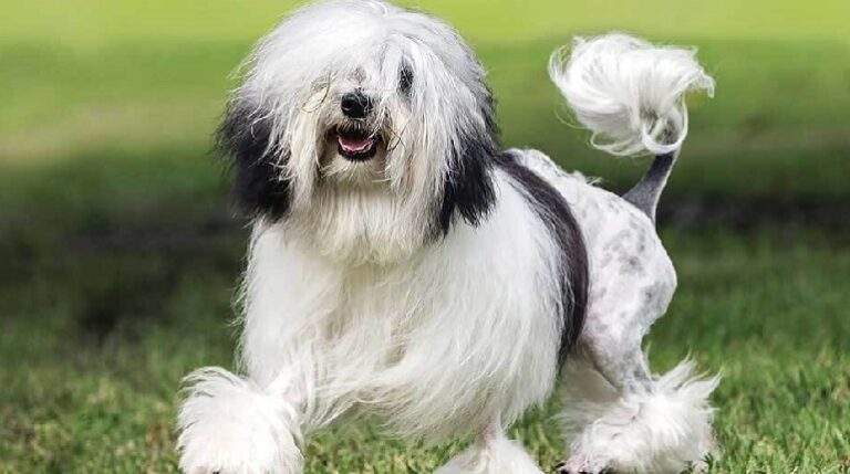 Lowchen - All About The Adorable Little Lion Dog