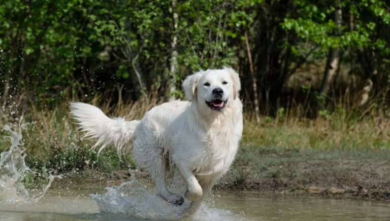 Great Pyrenees - (Traits, Temperament, And Training)