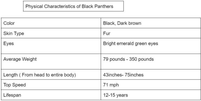 Black Panther Animal Information - All You Need To Know!!