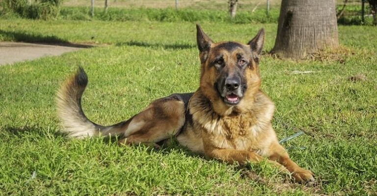 Belgian Malinois: Dog Breed Information & Characteristics