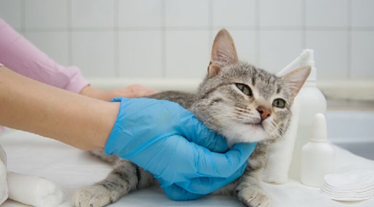 Benefits Of Neutering Cats - Behavioral And Health Impact