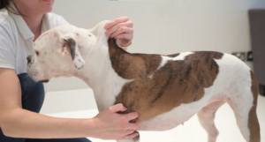 Normal Dog Heartrate - Important Vital Signs Of A Dog