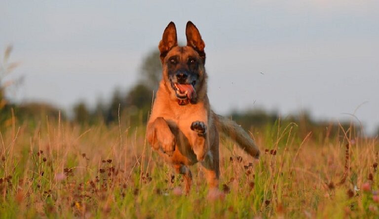Belgian Malinois: Dog Breed Information & Characteristics
