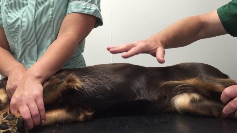 Normal Dog Heartrate - Important Vital Signs Of A Dog