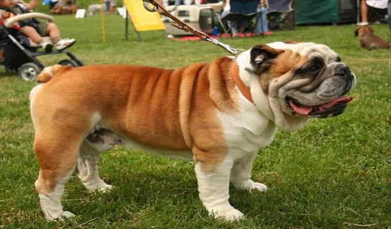 English Bulldog- History, Facts, And Personality Traits