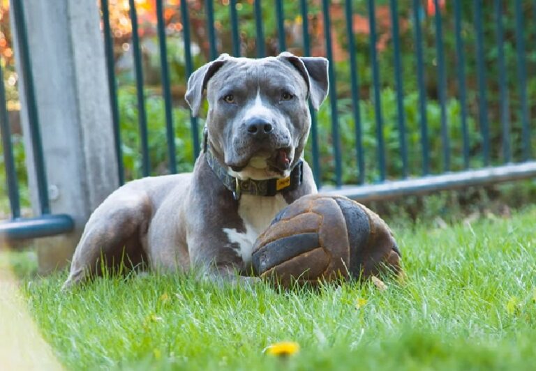 Blue Nose Pitbull - History, Facts, Health And Care
