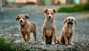 Animal Overpopulation- Causes, Effects And Solutions