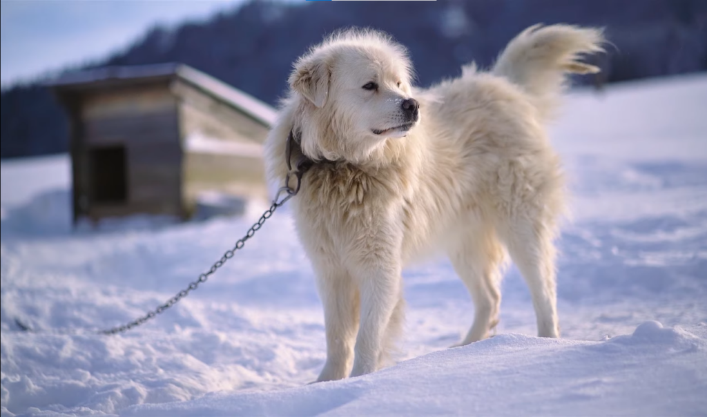 Great Pyrenees - (Traits, Temperament, And Training)