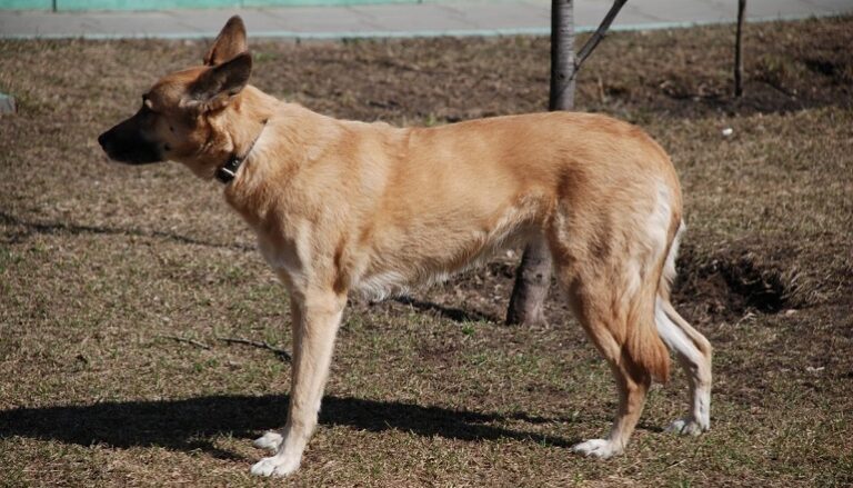 Belgian Malinois: Dog Breed Information & Characteristics