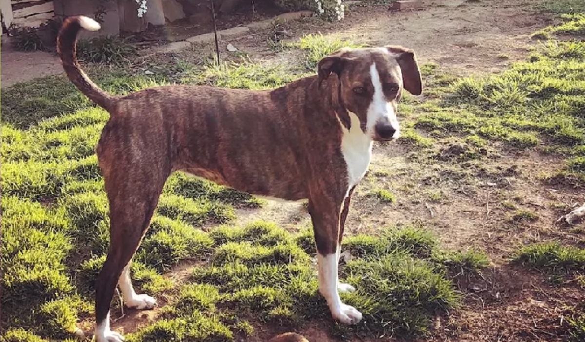 Mountain Cur | Facts, Health And Care | WAF