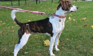 Mountain Cur | Facts, Health And Care | WAF