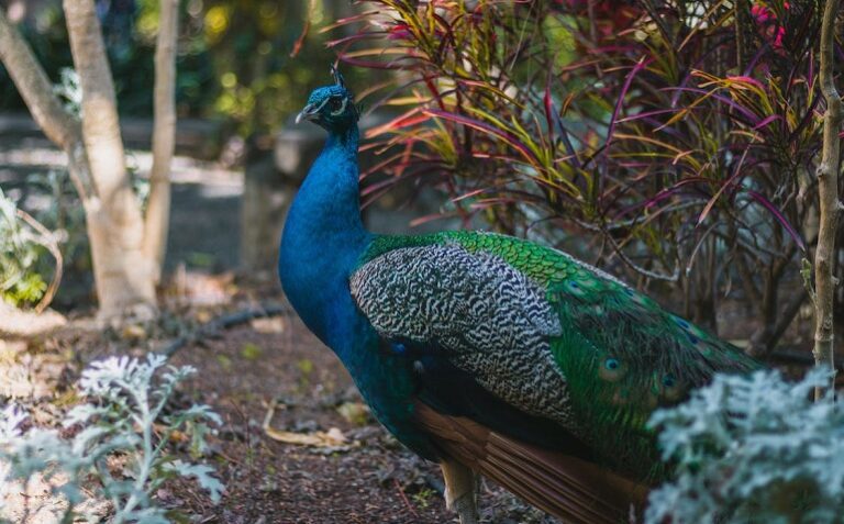 Peacocks - Animal Profile, Types, Habitat, And Facts