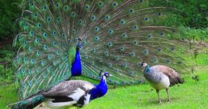 Peacocks - Animal Profile, Types, Habitat, And Facts