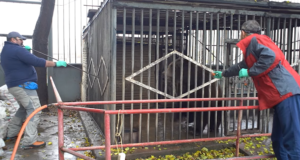 Animal Cruelty Laws On Torture, Abuse, And Killing