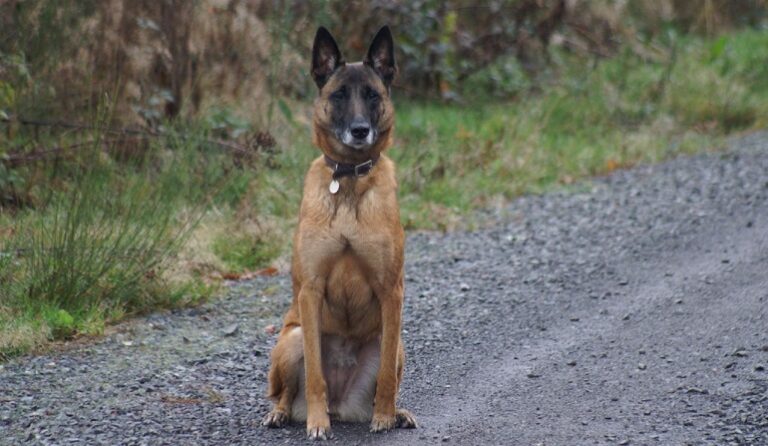 Belgian Malinois: Dog Breed Information & Characteristics