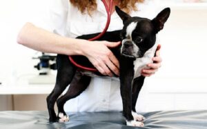 Normal Dog Heartrate - Important Vital Signs Of A Dog