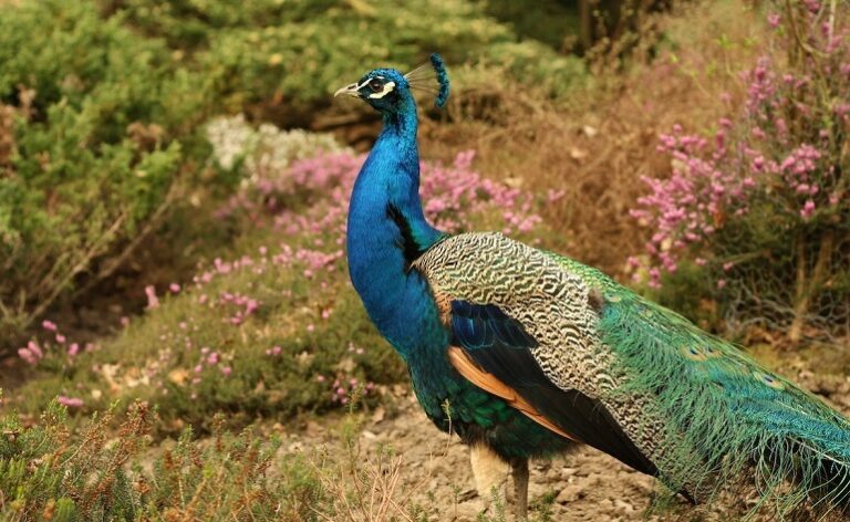 Peacocks - Animal Profile, Types, Habitat, And Facts