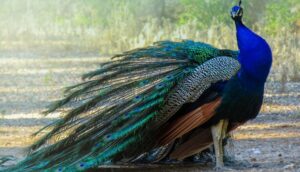 Peacocks - Animal Profile, Types, Habitat, And Facts