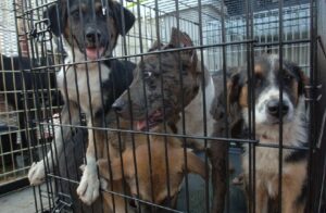 Animal Cruelty Laws On Torture, Abuse, And Killing