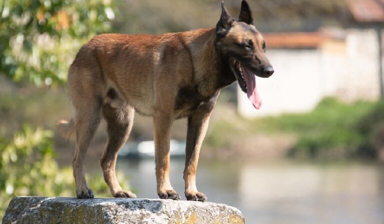Belgian Malinois: Dog Breed Information & Characteristics