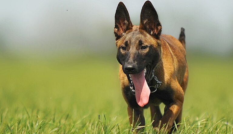 Belgian Malinois: Dog Breed Information & Characteristics