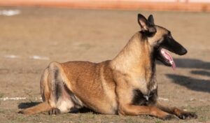 Belgian Malinois: Dog Breed Information & Characteristics