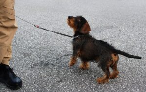 How Should You Place A Prong Collar On A Dog? - WAF