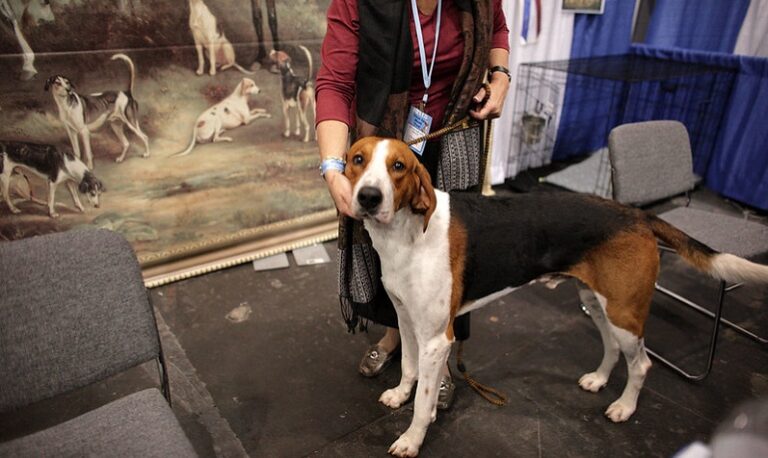 American Foxhound Dog Breed – Everything You Need To Know!