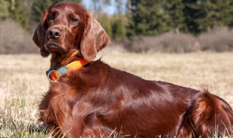 Irish Setters Dog Breed - Detailed Information And Facts!