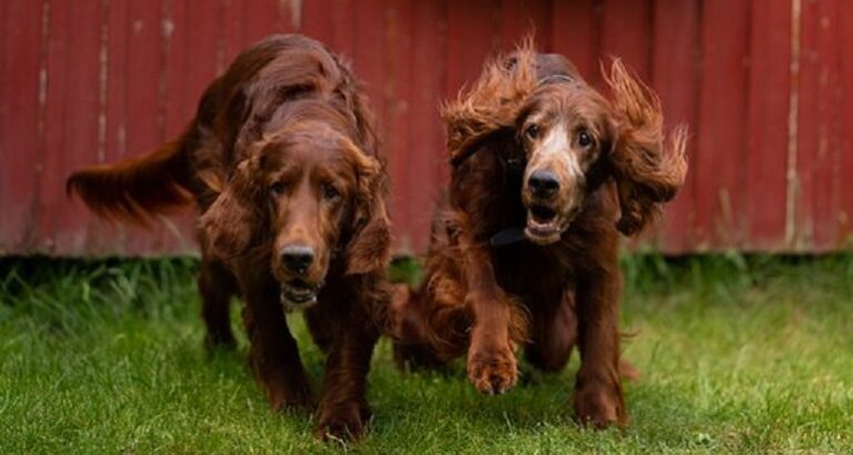 Irish Setters Dog Breed - Detailed Information And Facts!