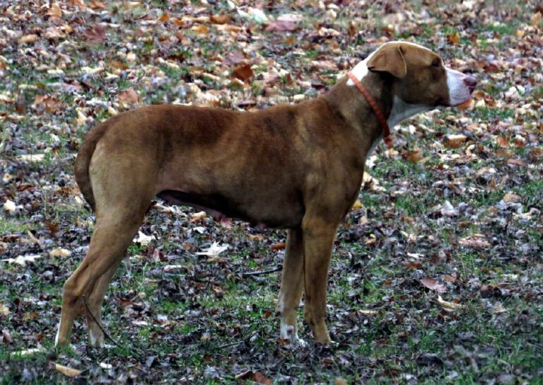 Mountain Cur | Facts, Health And Care | WAF