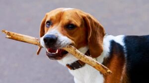 American Foxhound Dog Breed – Everything You Need To Know!