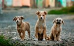 Dog Statistics Dog Lovers Should Know In 2025