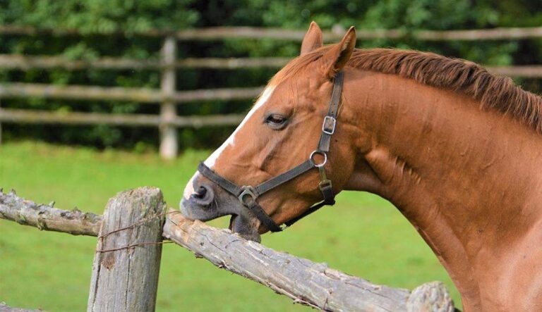 Is Horse Racing Cruel? Plus Why You Shouldn’t Support It?