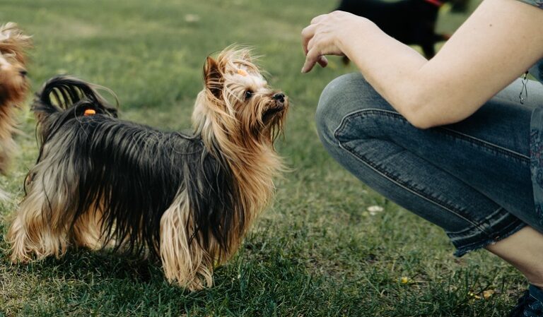 Silky Terrier Dog Breed - Interesting Facts & Much More!