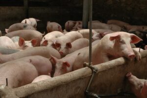Cruel Factory Farming – Why Is It Bad? [Inhumane Practices]