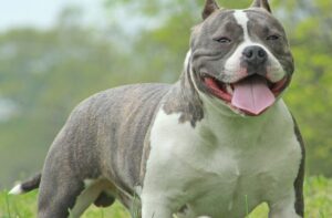 American Bully Dog Breed - Amazing Facts You Must Know!
