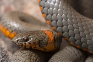 Anaconda Snake - Facts, Habitats, Types, And More