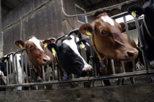 Animal Cruelty In Factory Farm Statistics - Dreadful Numbers