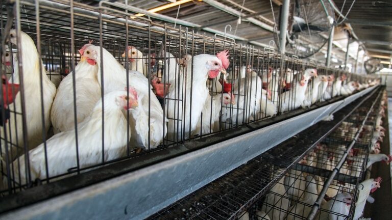 Animal Cruelty In Factory Farm Statistics - Dreadful Numbers