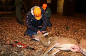 What Is Poaching? The Horrendous Crime Explained