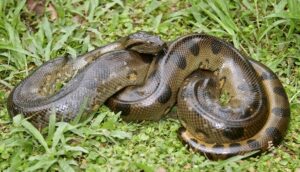 Anaconda Snake - Facts, Habitats, Types, And More