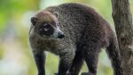 Coatis - The Highly Intelligent Mammal Species