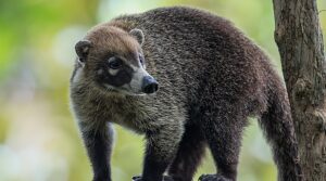 Coatis - The Highly Intelligent Mammal Species