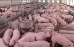 Cruel Factory Farming – Why Is It Bad? [Inhumane Practices]