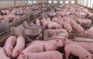 Cruel Factory Farming – Why Is It Bad? [Inhumane Practices]