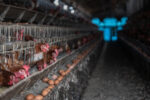 Cruel Factory Farming – Why Is It Bad? [Inhumane Practices]