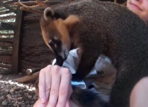 Coatis - The Highly Intelligent Mammal Species