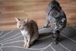 Cat Statistics That All Cat Lovers Should Know In 2024